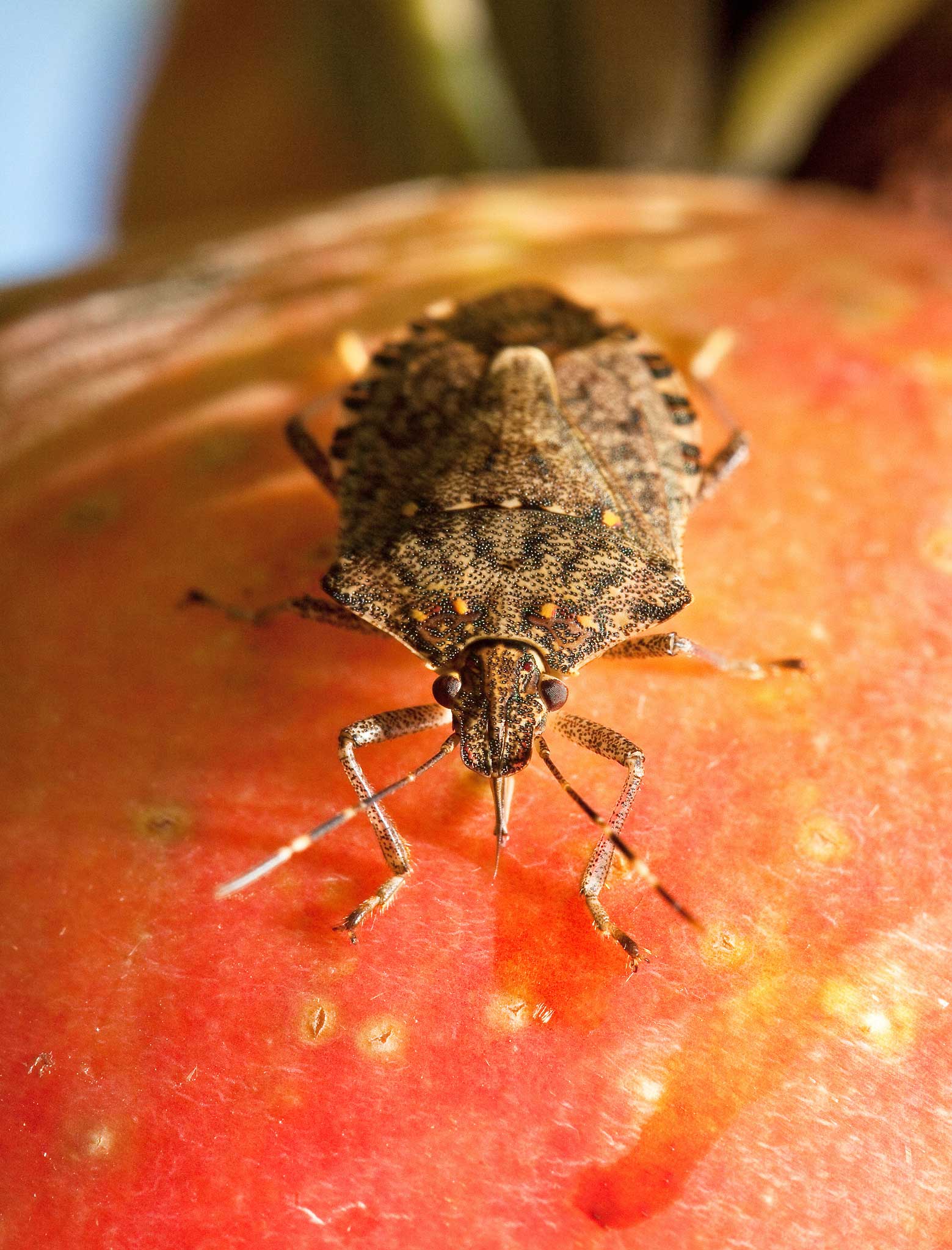 Lutte contre les ravageurs des cultures – DonneesClimatiques.ca